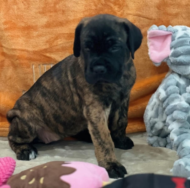 Cane Corso Puppies For Sale in NJ and NY by Legacy Cane Corso