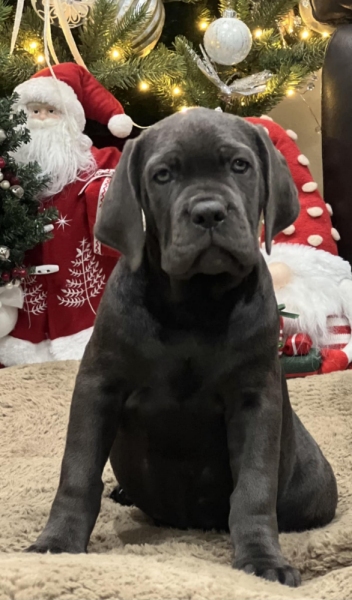 Cane Corso Puppies For Sale in NJ and NY by Legacy Cane Corso