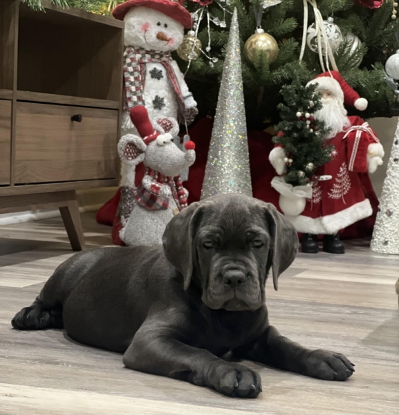 Cane Corso Puppies For Sale in NJ and NY by Legacy Cane Corso