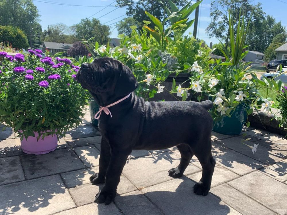 Cane Corso Dogs Italian Cane Corso Dogs For Sale New Jersey