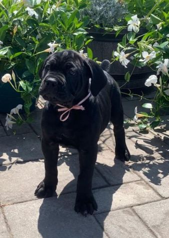Cane Corso Dogs Italian Cane Corso Dogs For Sale New Jersey